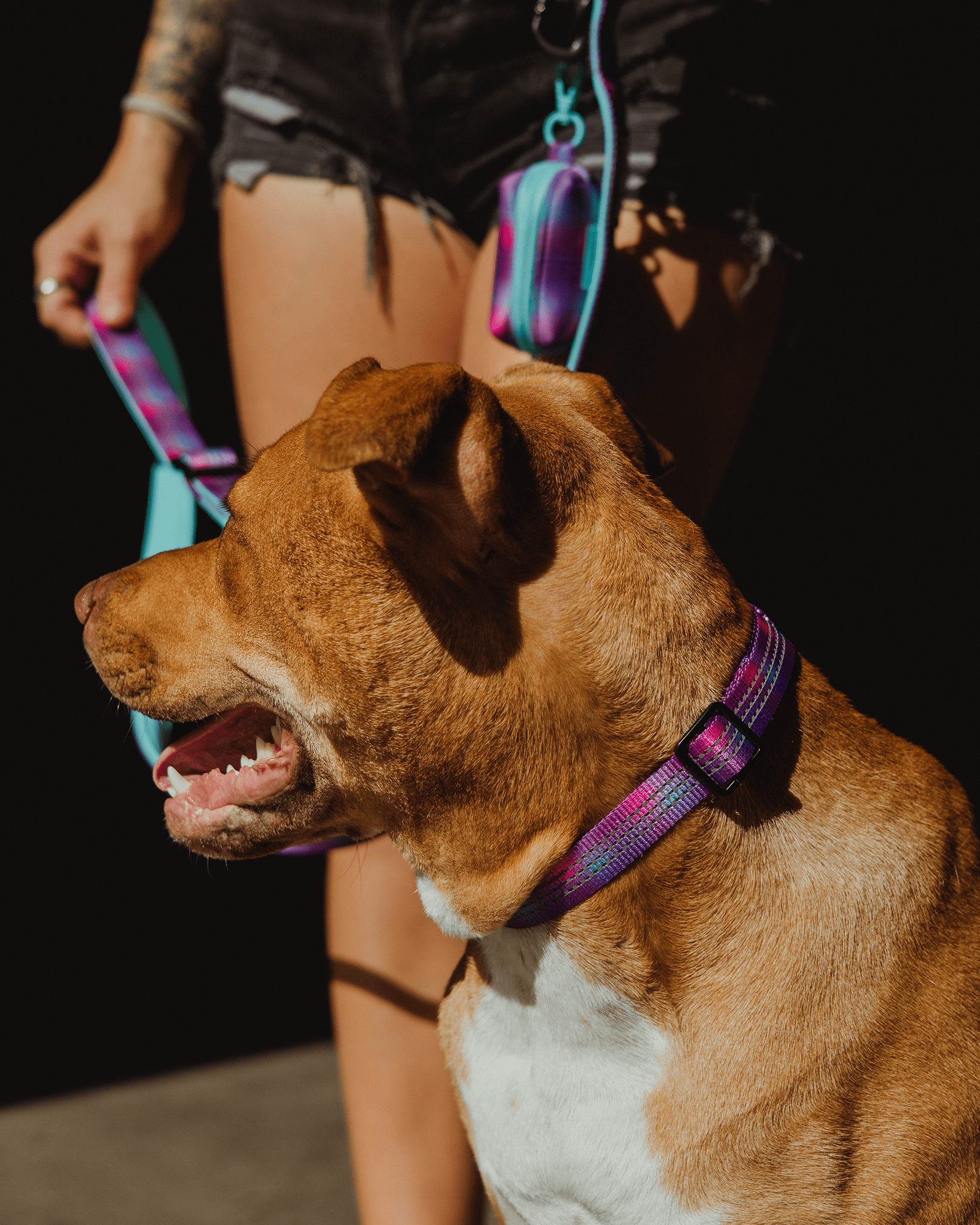 Polyester Dog Collar - Aqua & Pink | Dixxon Flannel Co.