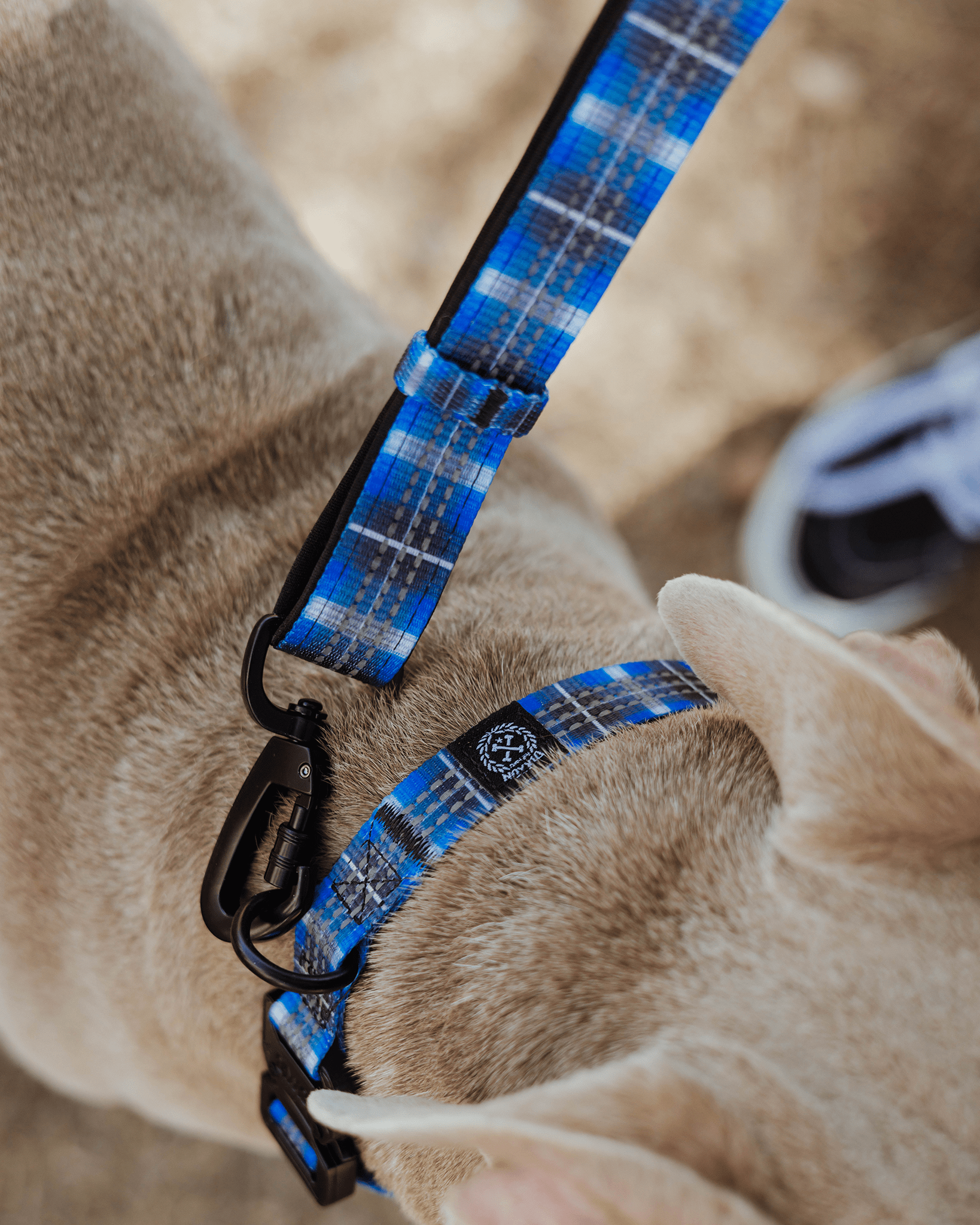 Polyester Dog Collar - Aruba | Dixxon Flannel Co.