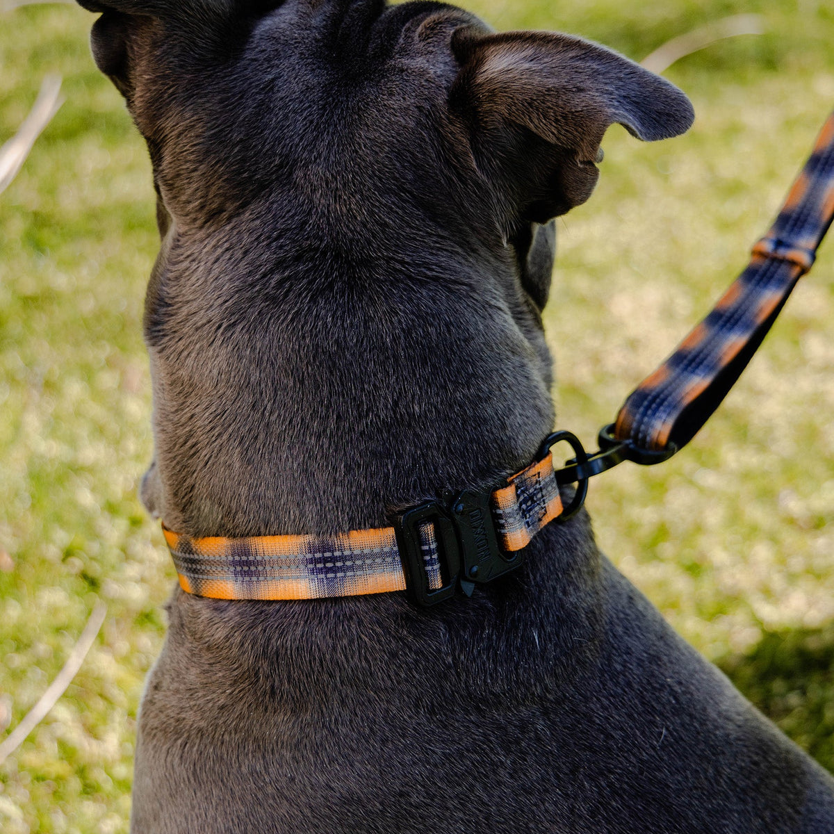 Polyester Dog Collar - My Brother's Keeper | Dixxon Flannel Co.
