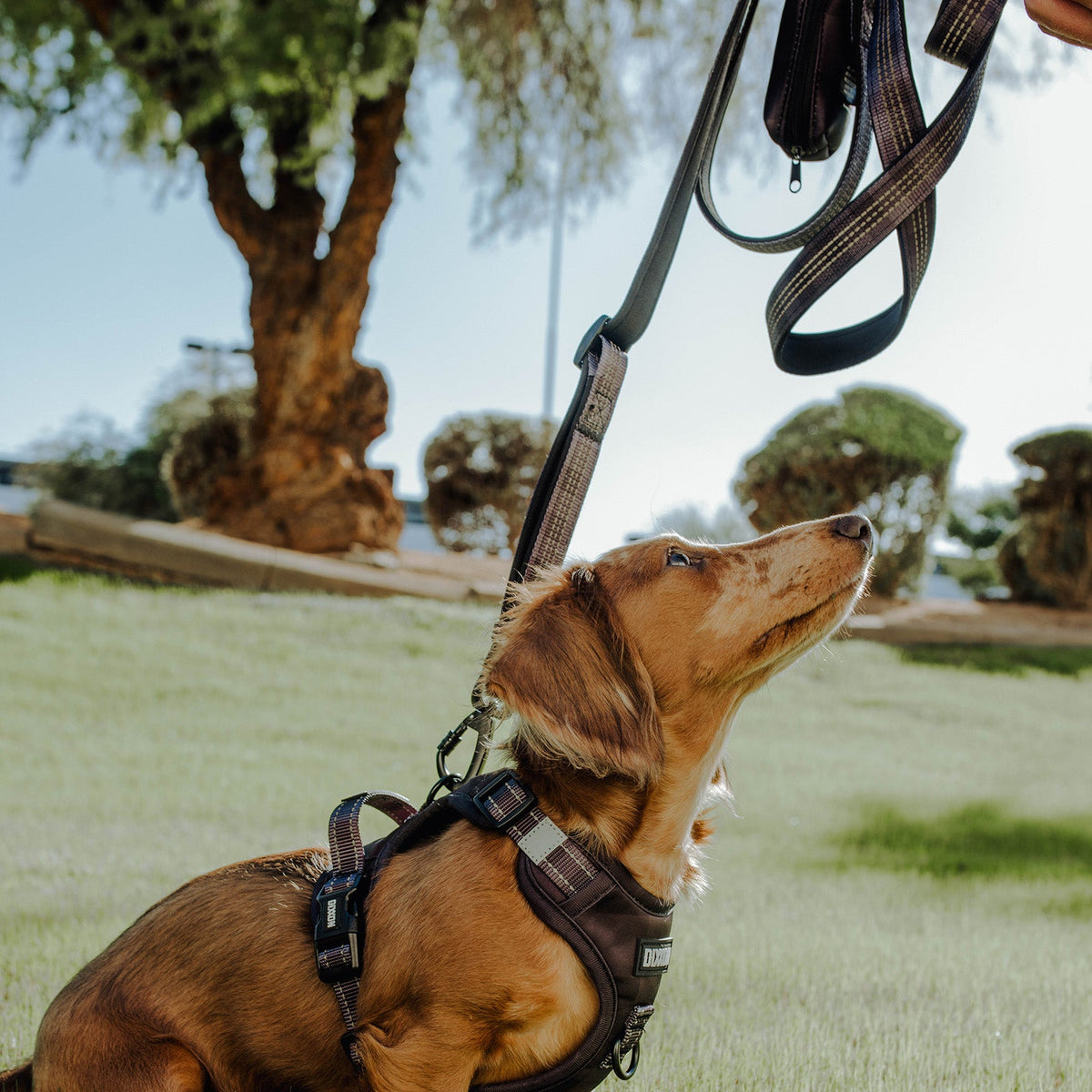 Polyester Dog Leash - Murked | Dixxon Flannel Co.