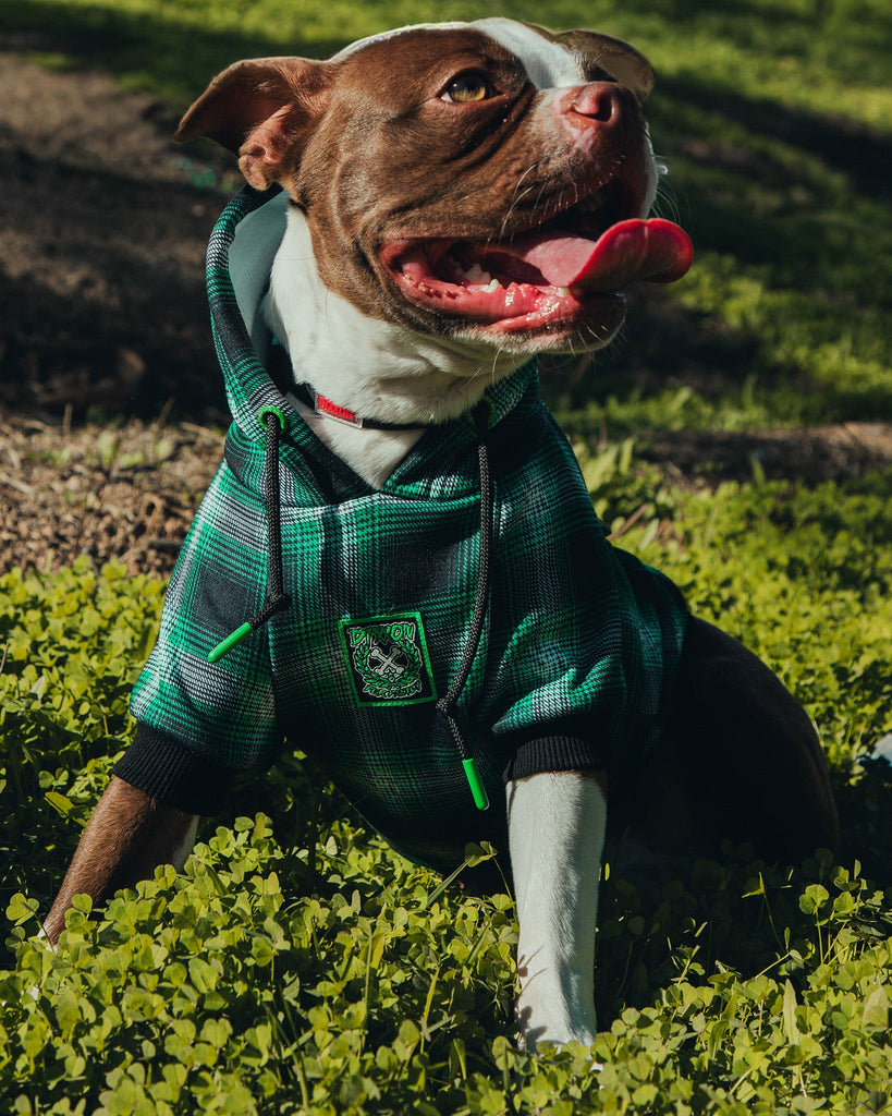 Dog Hoodie - Emerald Isle | Dixxon Flannel Co.